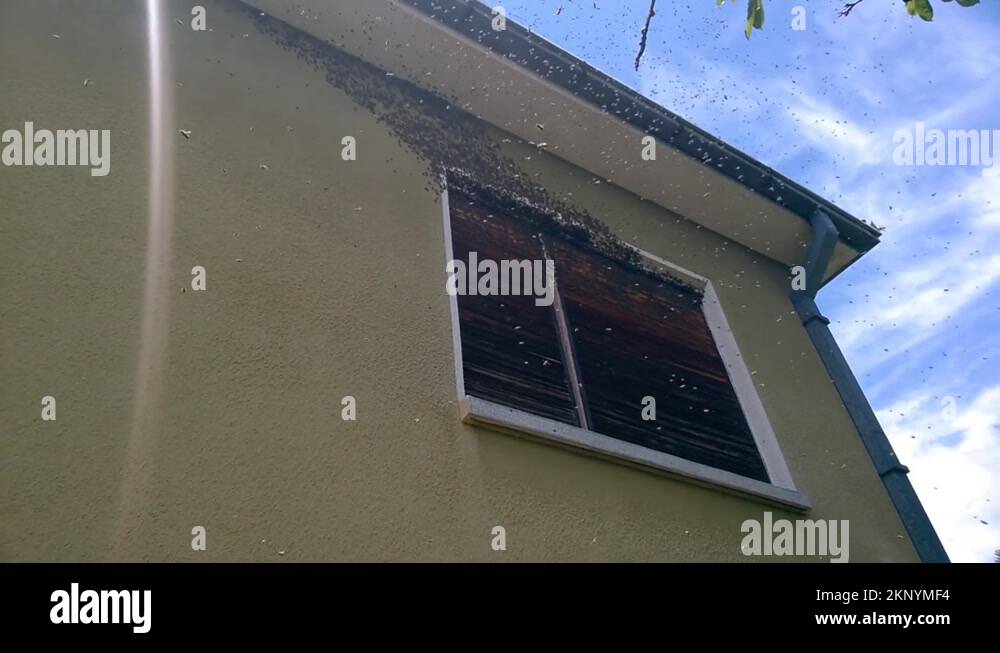 Swarm of bees house Stock Videos & Footage - HD and 4K Video Clips - Alamy