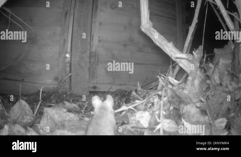 Wood mouse (Apodemus sylvaticus) comes into shot and then goes back out ... Wood mouse (Apodemus sylvaticus) comes into shot and then goes back out ...