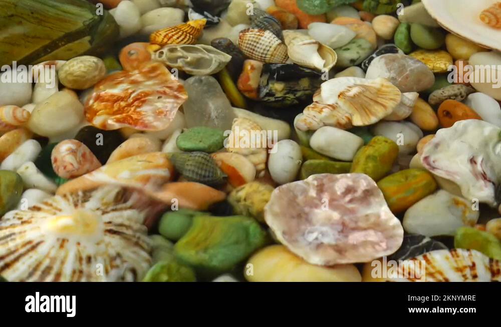 Sea shells and stones underwater. Ripples on the surface Stock Video ...