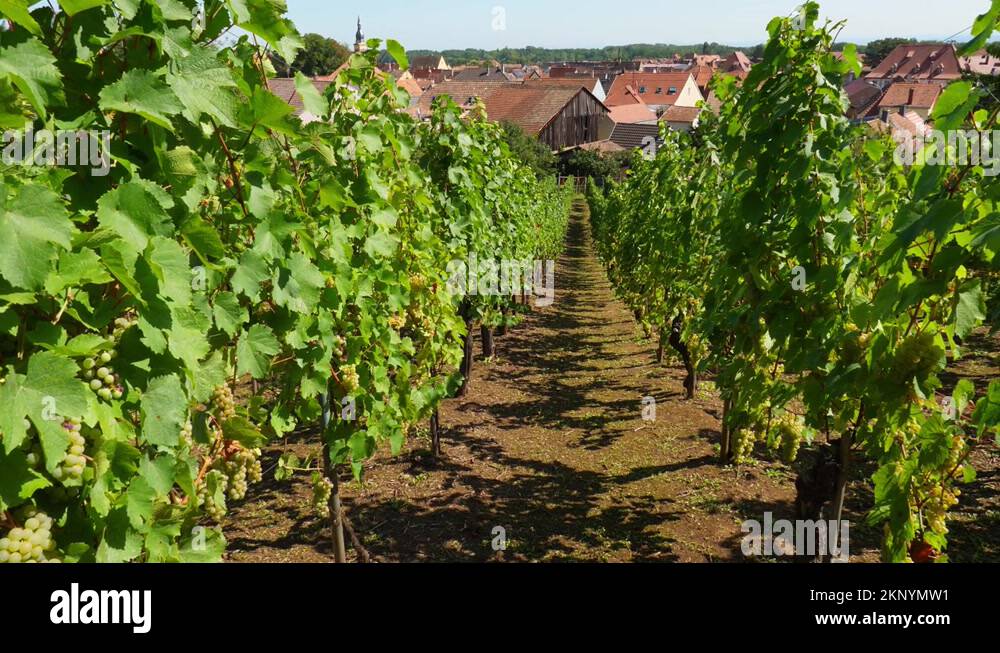 Descending aisle between well-kept rows of grape bushes, houses at the ...