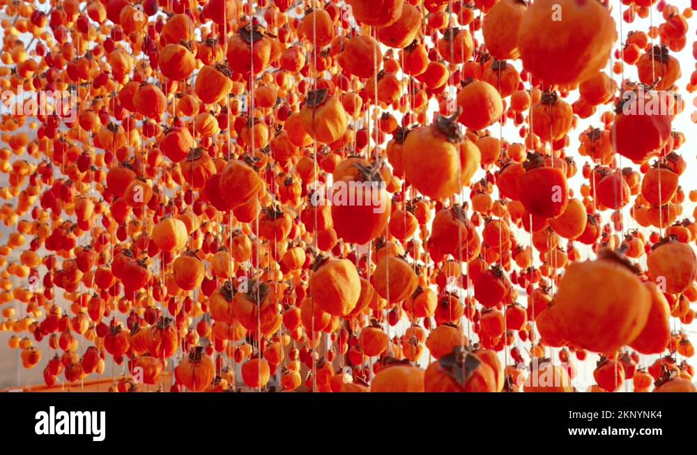 Japanese persimmons drying Stock Videos & Footage - HD and 4K Video ...