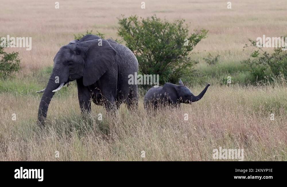Kenia nature Stock Videos & Footage - HD and 4K Video Clips - Alamy