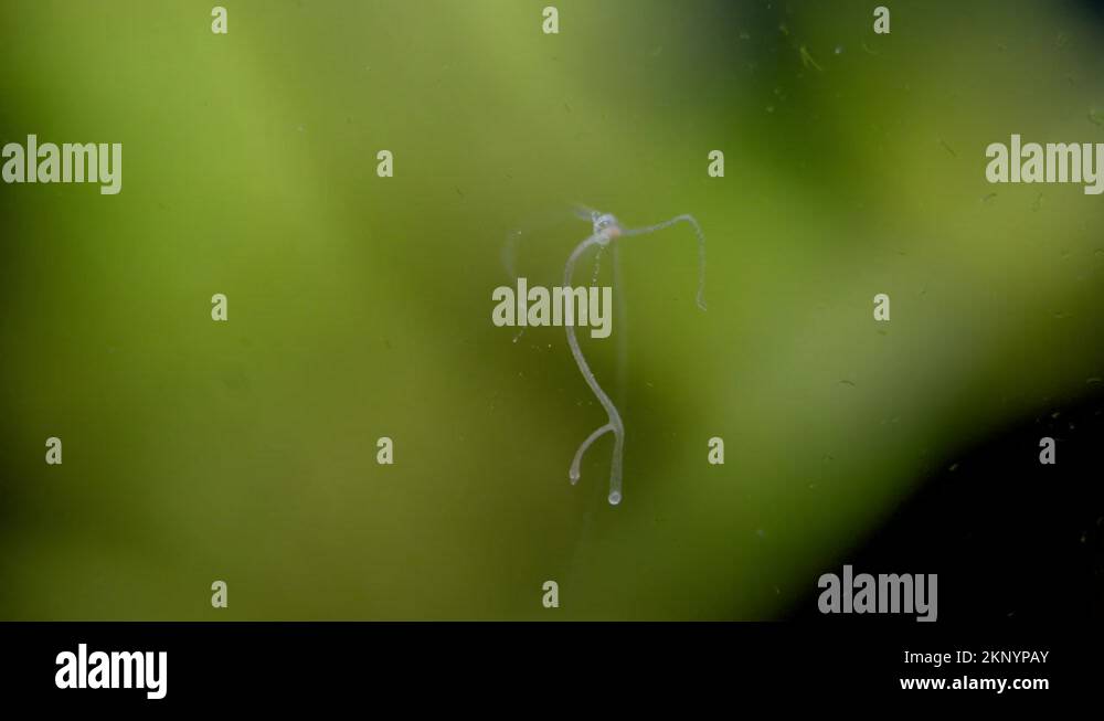 Hydra, a tiny freshwater animal, moves its tentacles and repositions ...