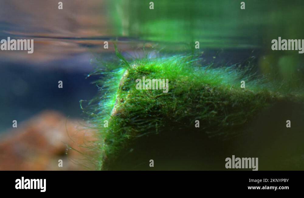 Hair algae Stock Videos & Footage - HD and 4K Video Clips - Alamy