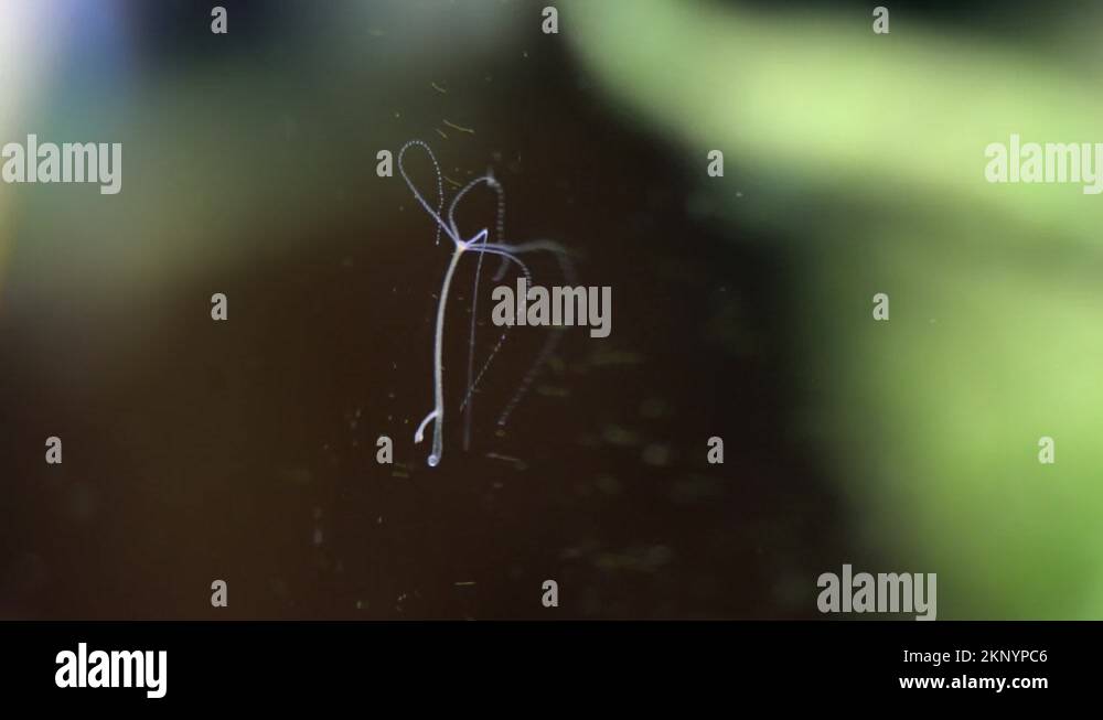 Hydra With Budding Offspring Growing From Its Lower Stalk Illustrates Stock Video Footage Alamy