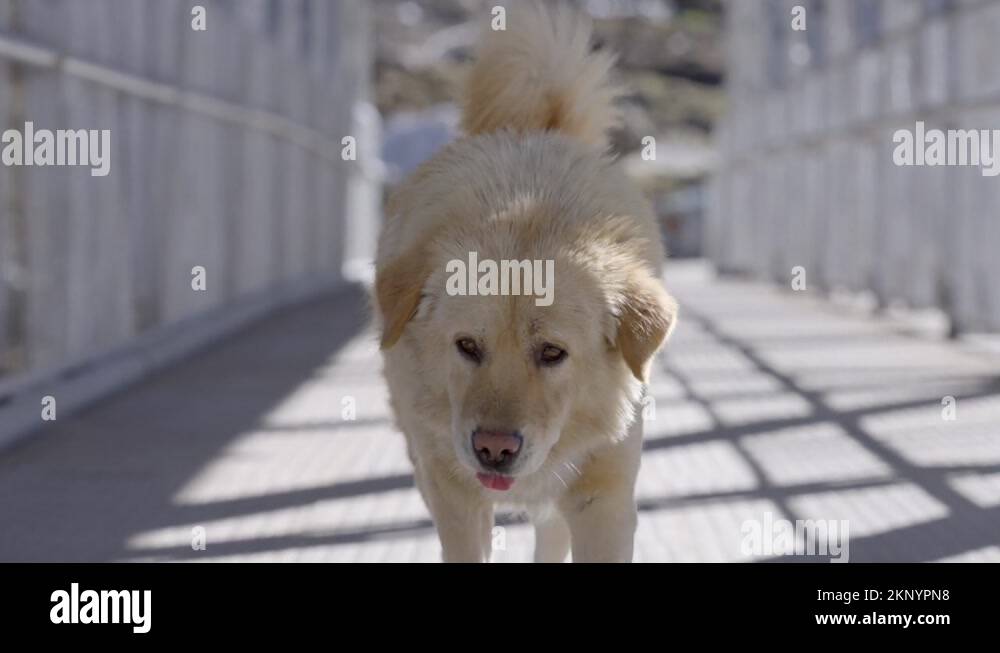 Fluffy White Dog Crossing The Pilgrimage Bridge To Himalayan Kedarnath ...