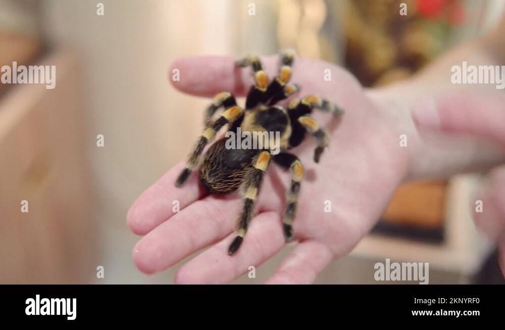 Tarantula brachypelma smithi spider Stock Videos & Footage - HD and 4K ...