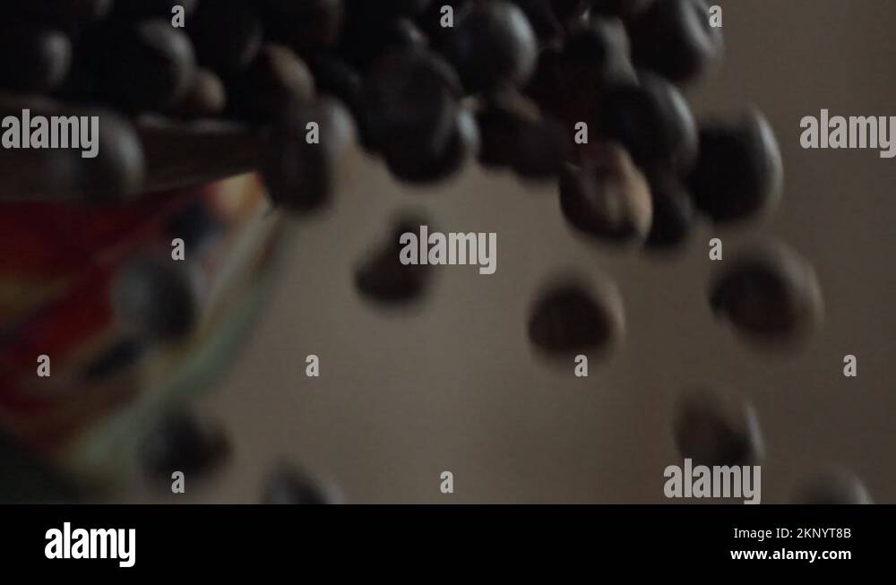 Rainforest seeds Stock Videos & Footage - HD and 4K Video Clips - Alamy