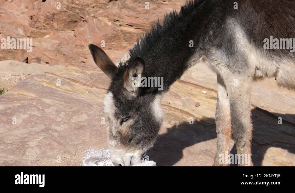 Donkey eating food from a white bag on the sand stone rock city of ...