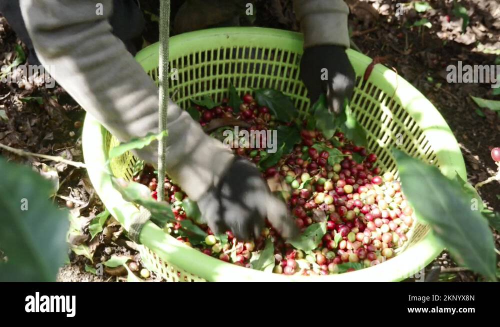 Orchard method Stock Videos & Footage - HD and 4K Video Clips - Alamy