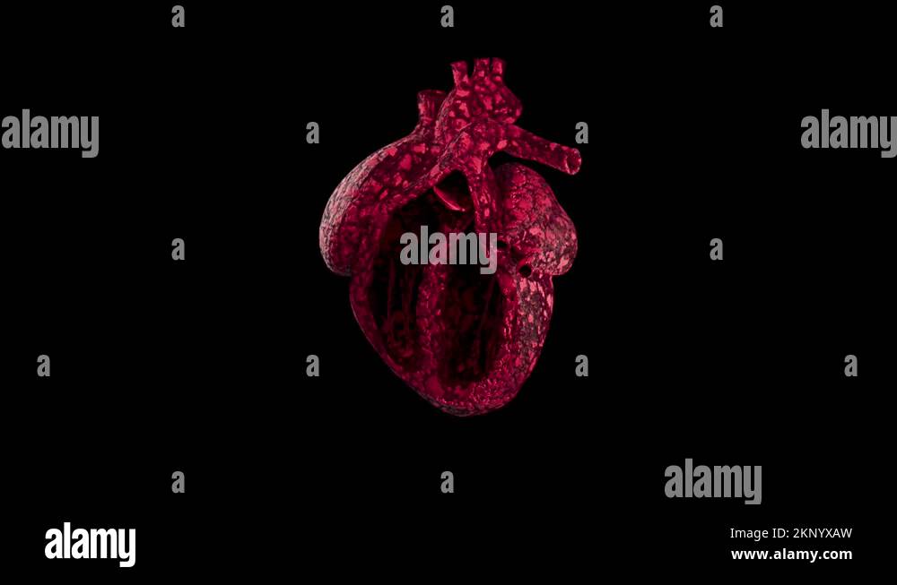 3D Human Heart Beating Animation. Seamless Loop on Black Background ...