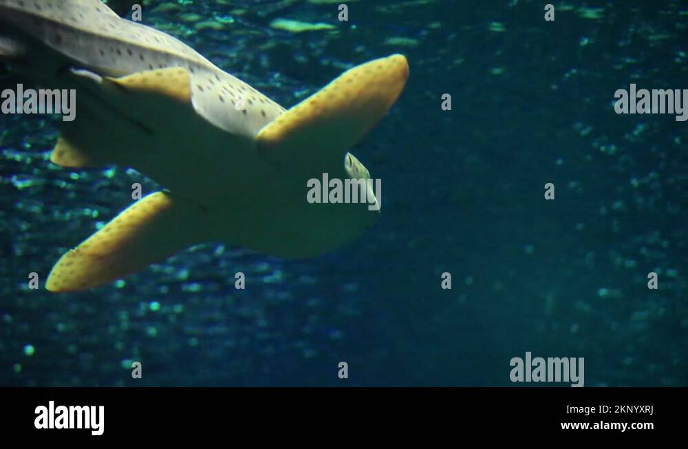 Deep sea predators Stock Videos & Footage - HD and 4K Video Clips - Alamy