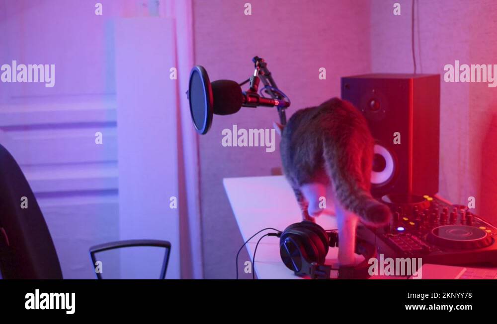 Animal singer Stock Videos & Footage - HD and 4K Video Clips - Alamy