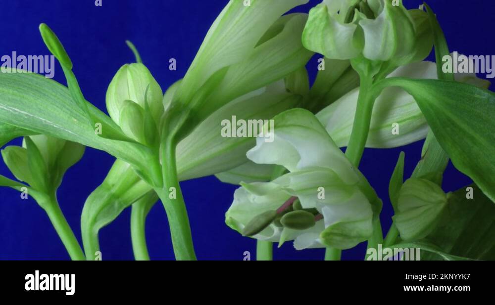 Chroma key blue Stock Videos & Footage - HD and 4K Video Clips - Alamy