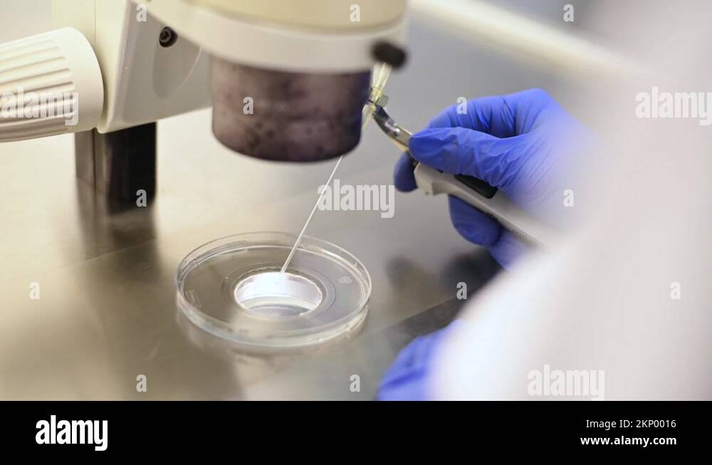 Artificial insemination ivf Stock Videos & Footage - HD and 4K Video ...