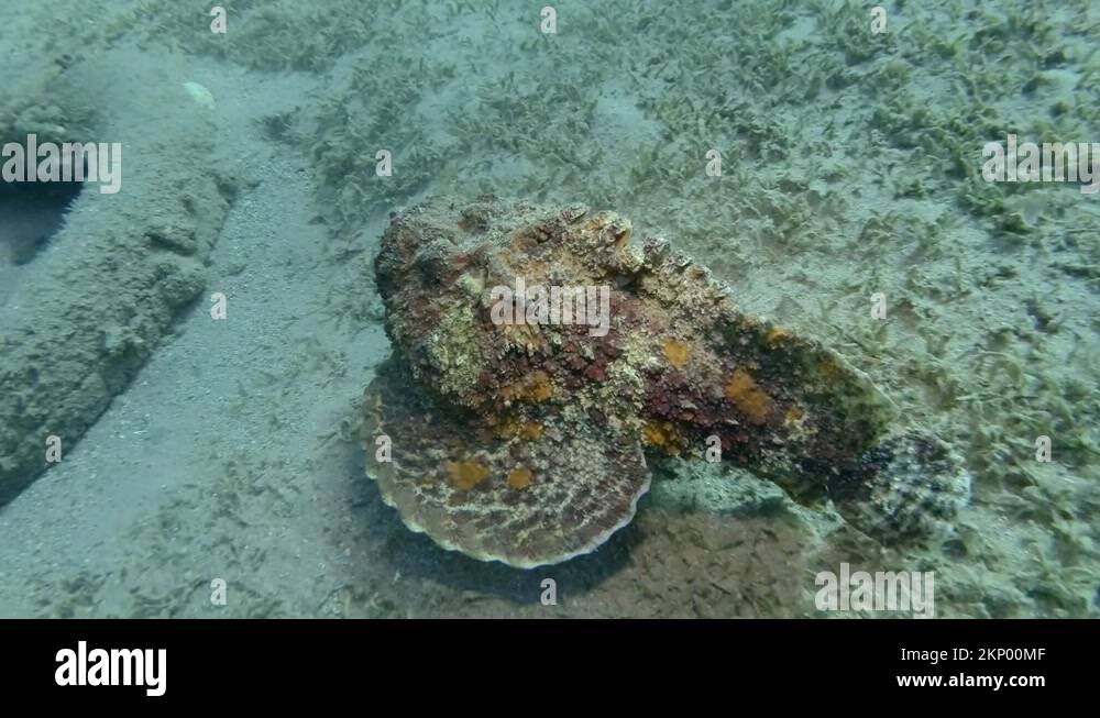 Car disguised Stock Videos & Footage - HD and 4K Video Clips - Alamy