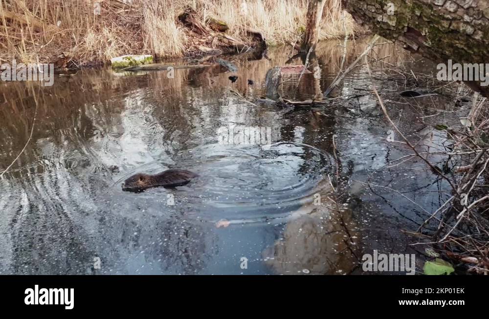 Nutria swim in the water. Nutria swims and dives perfectly Stock Video ...