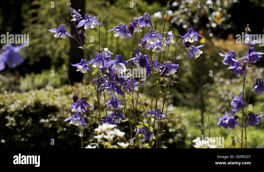 Tall blue flowers Stock Videos & Footage - HD and 4K Video Clips - Alamy