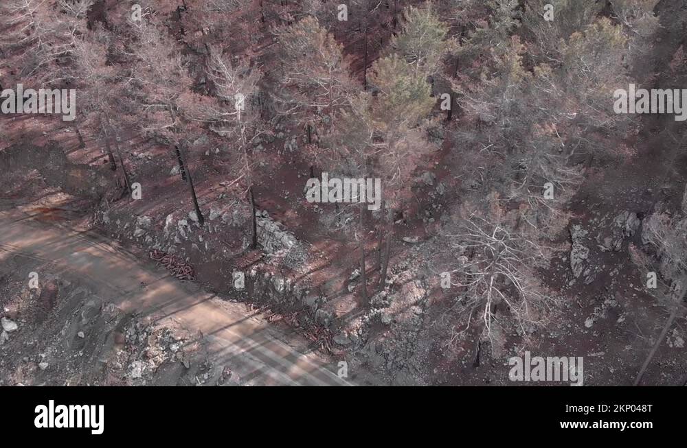 Forest trees tree destruction by fire wildfire Stock Videos & Footage ...