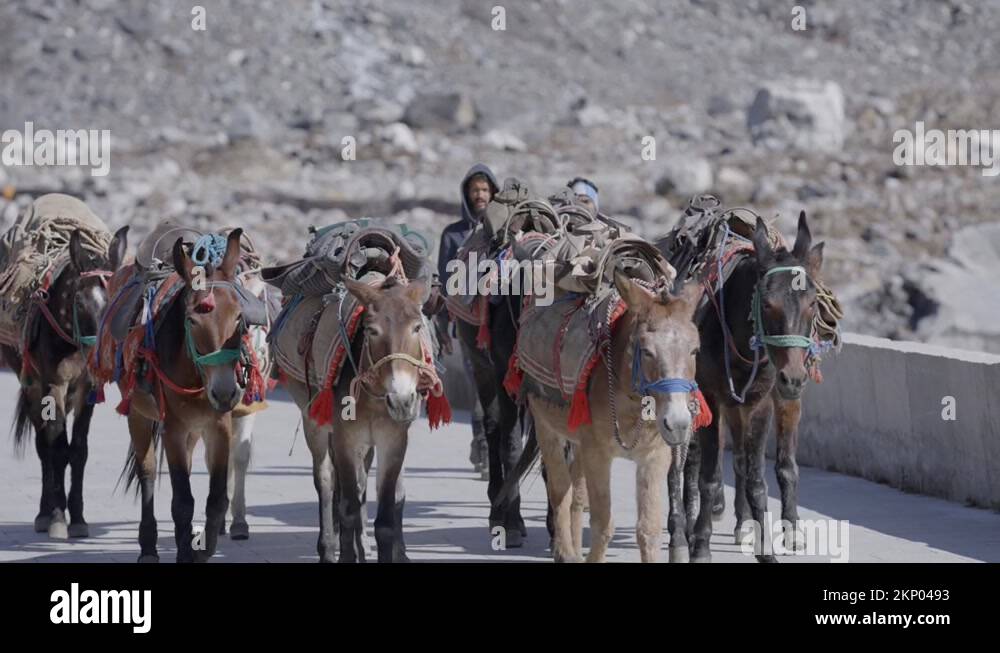 Kedarnath track Stock Videos & Footage - HD and 4K Video Clips - Alamy