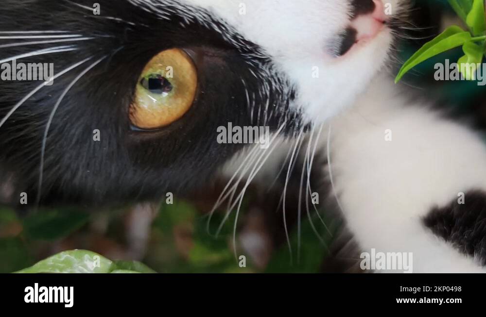 Vertical macro footage of black white cat looking at camera and ...