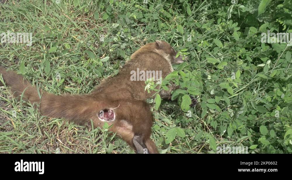 dead body of adult White-nosed coati, lying on grass, with wound on the ...