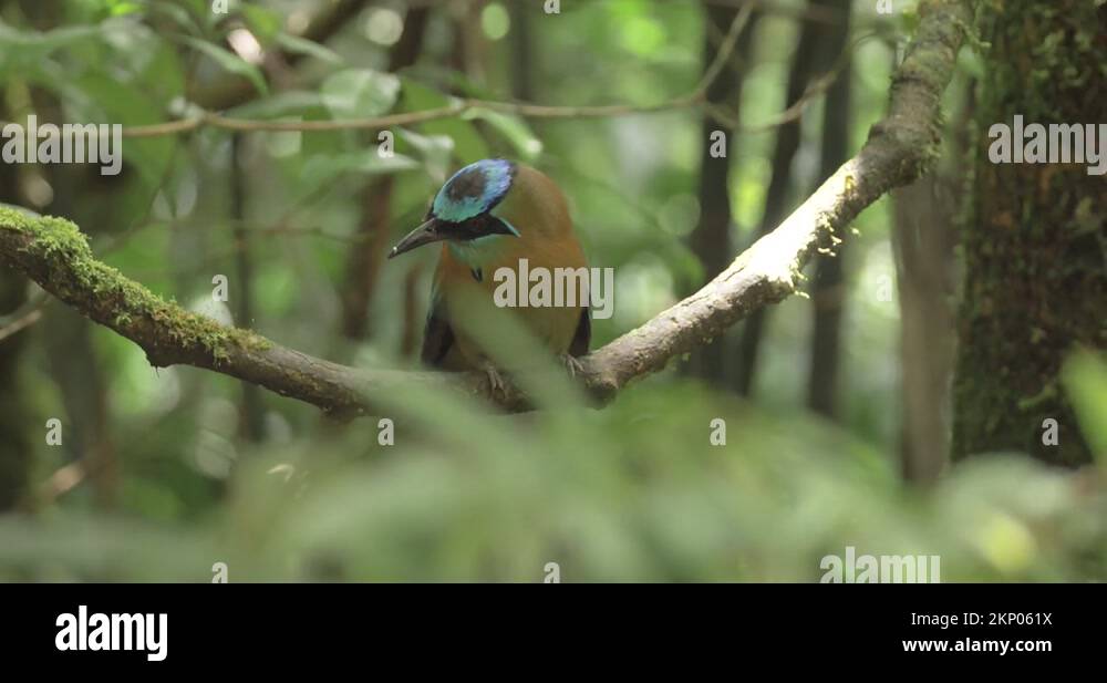 Lessons motmot momotus lessonii Stock Videos & Footage - HD and 4K ...
