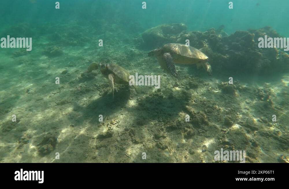 Two adults of green sea turtles swimming together during mating season ...