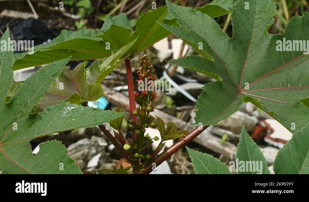 Castor ricinus communis Stock Videos & Footage - HD and 4K Video Clips ...