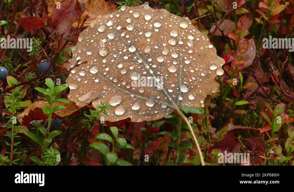 Fallen aspen leaf Stock Videos & Footage - HD and 4K Video Clips - Alamy
