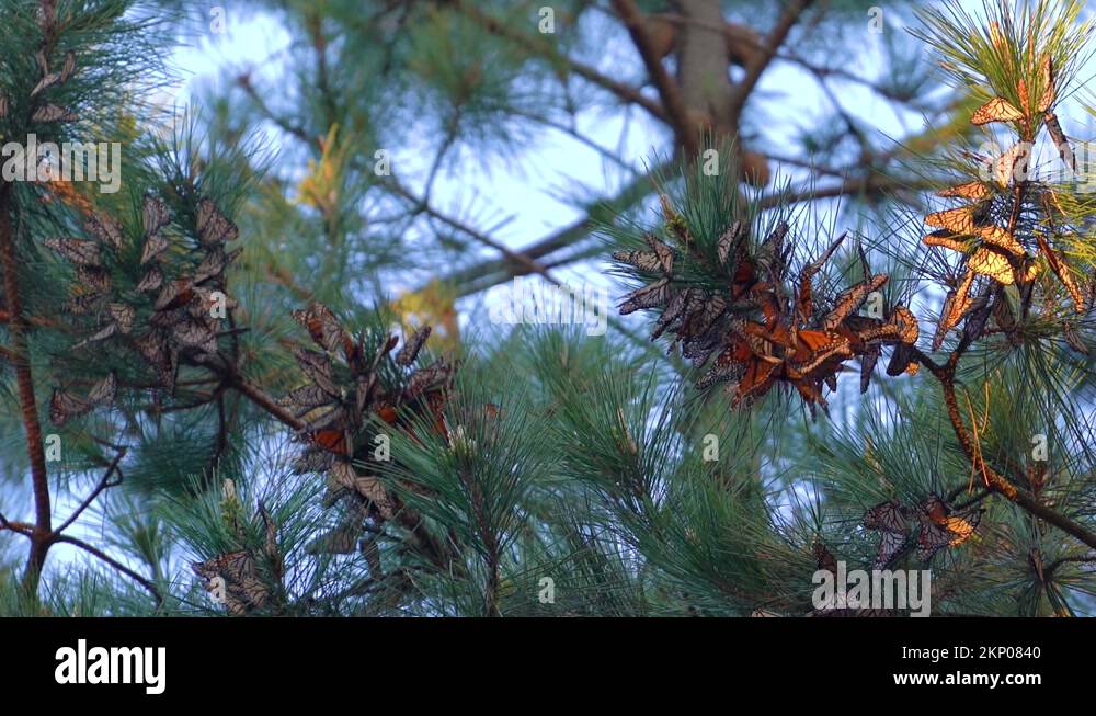 Protected by the monarch Stock Videos & Footage - HD and 4K Video Clips ...