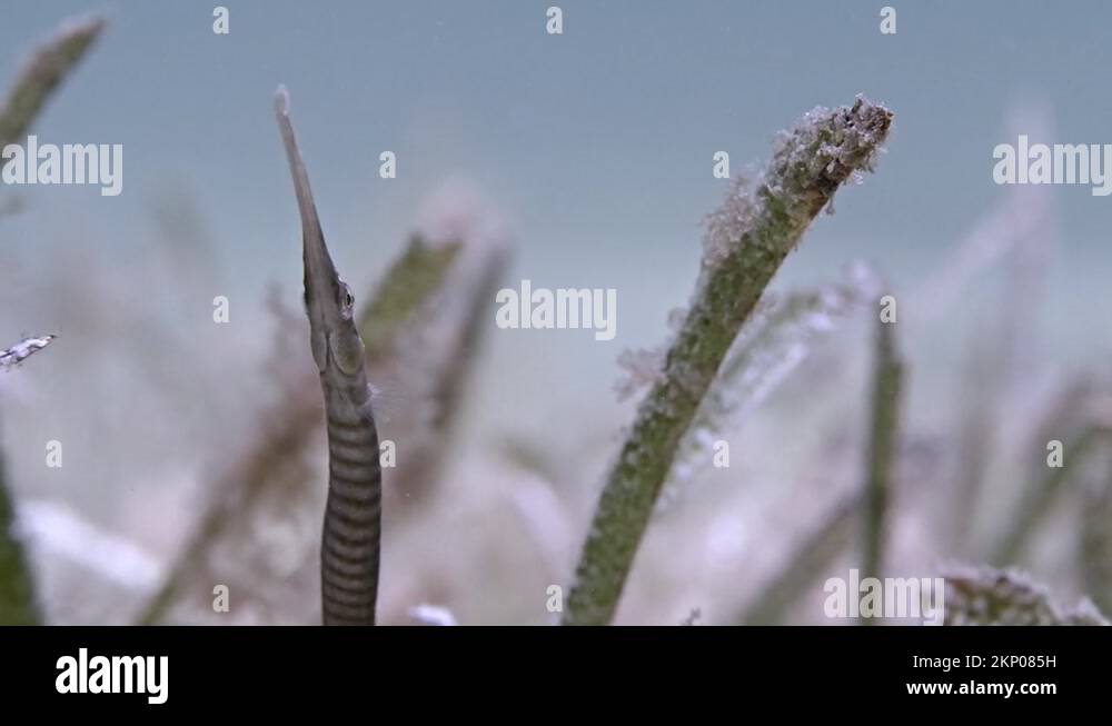 Stigmatopora argus pipefish head shot pointing up in weed at Edithburg ...