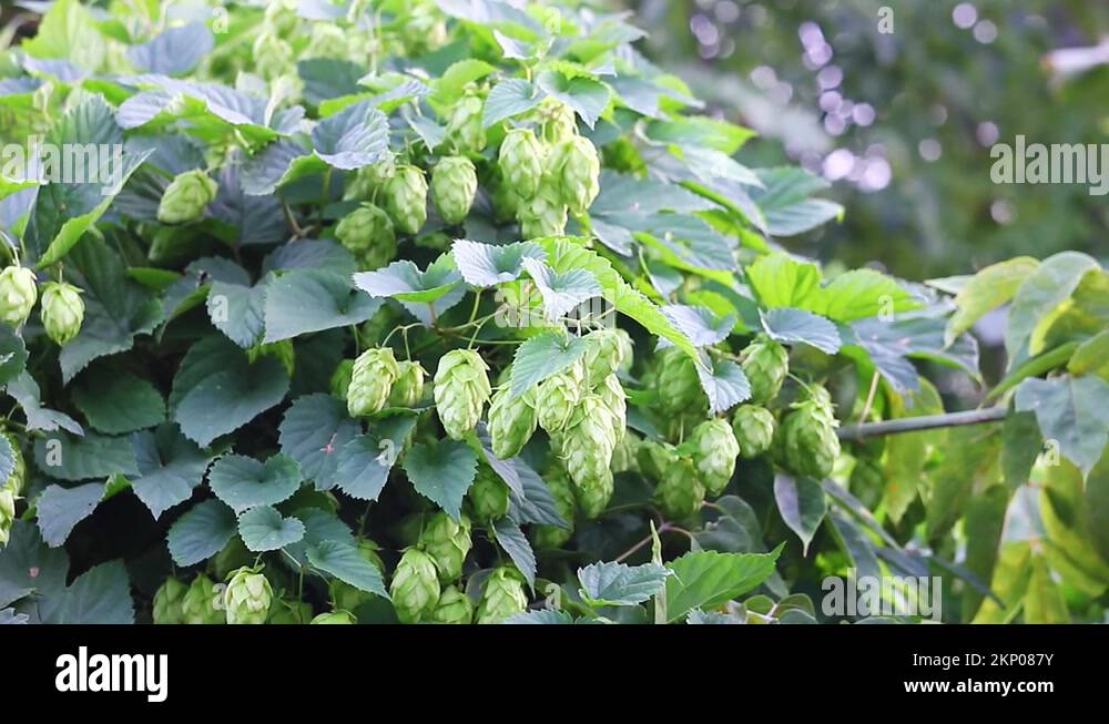 green cone hops on a plantation slowly swaying from a light wind Stock ...