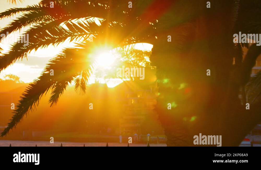 Silhouetted Palm Tree Backlit Sunlit During Sunset At Hickson Road ...