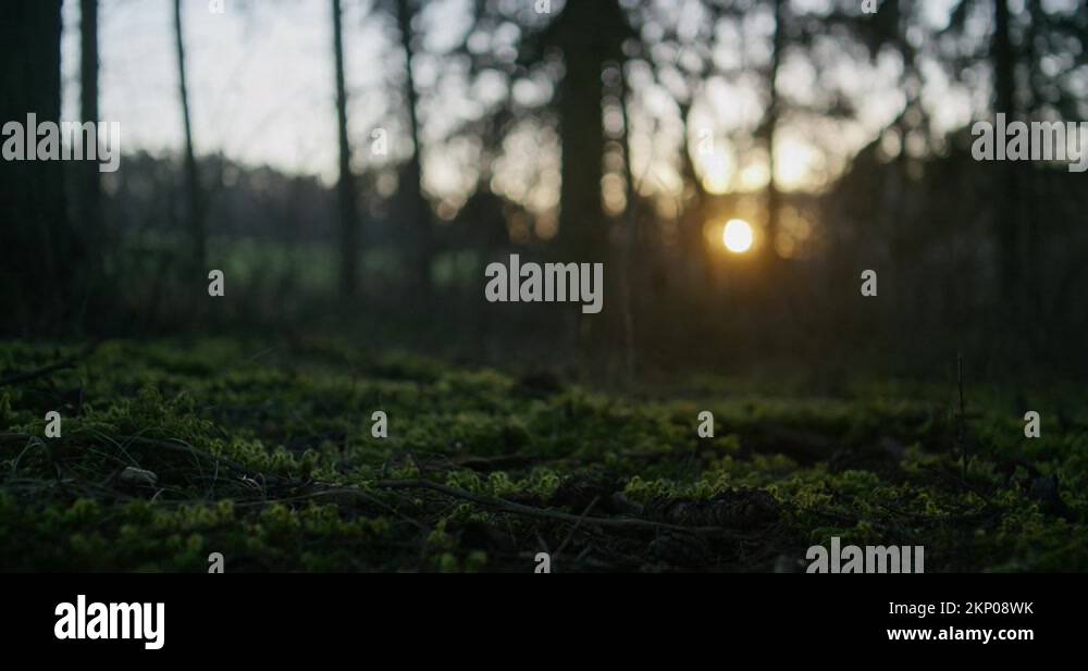 Sun set in a forest Stock Videos & Footage - HD and 4K Video Clips - Alamy