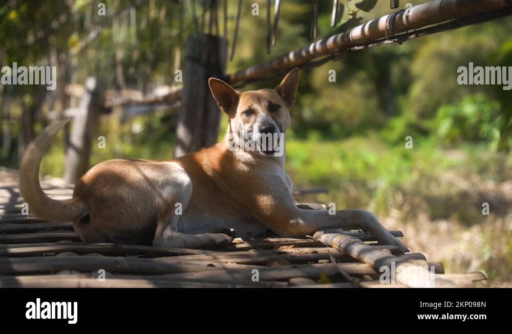Dog resting tail Stock Videos & Footage - HD and 4K Video Clips - Alamy
