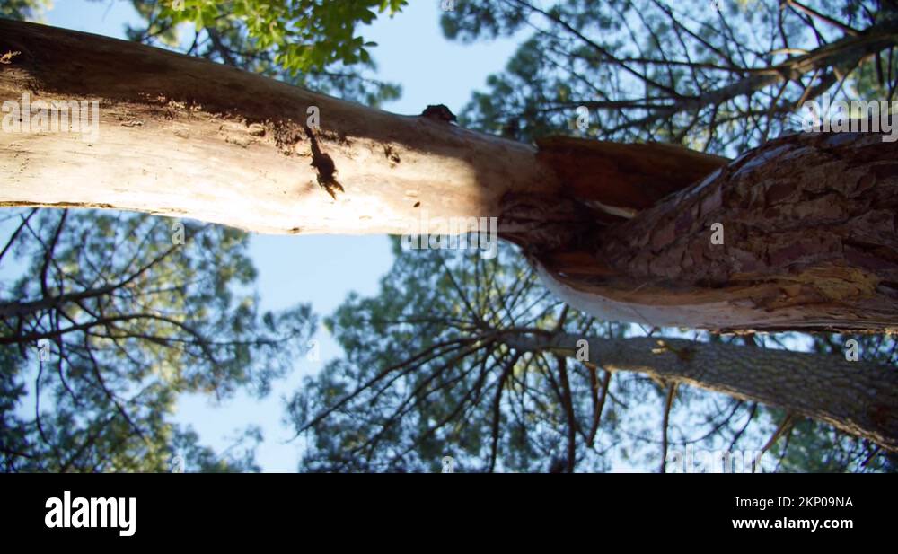 Twisted branch texture Stock Videos & Footage - HD and 4K Video Clips ...