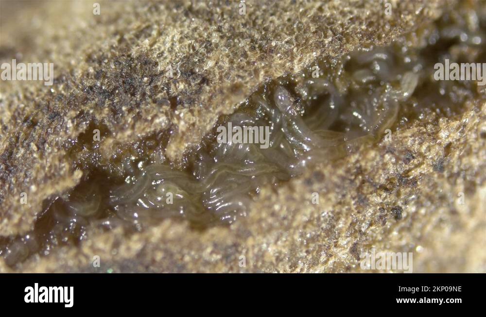 Worm Enchytraeus sp. under the microscope, Oligochaeta, order ...