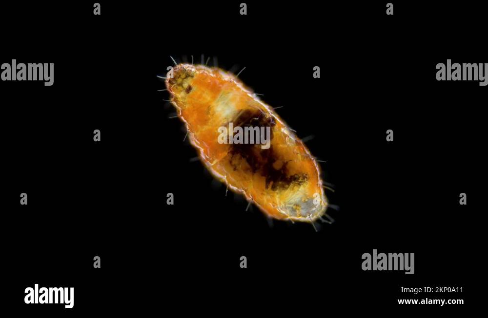 Worm-like larva of an insect midges under a microscope. Possibly family ...