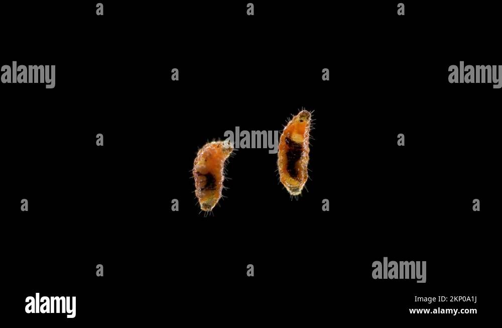 Worm-like larva of an insect midges under a microscope. Possibly family ...