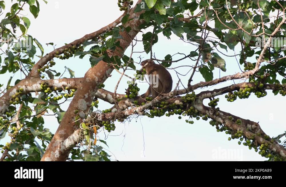 Northern Pig-tailed Macaque Macaca leonina dseen on top of a branch ...