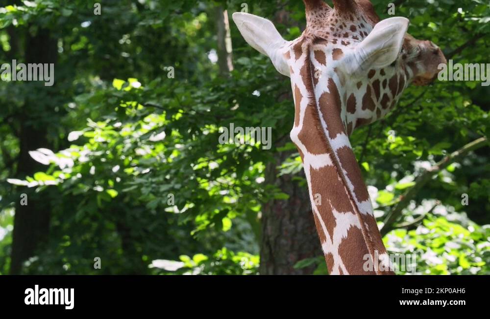 Reticulated giraffe giraffa camelopardalis reticulata Stock Videos ...