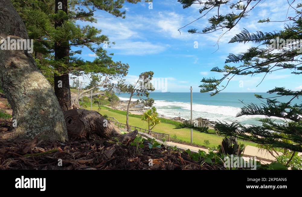 Pine trees queensland Stock Videos & Footage - HD and 4K Video Clips ...