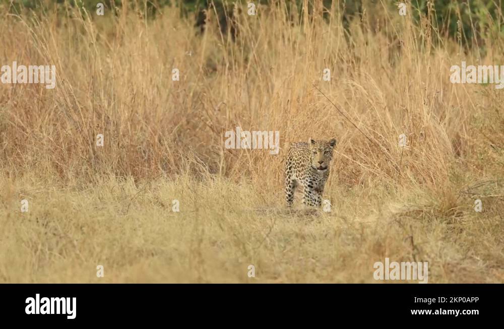 Extreme shot Stock Videos & Footage - HD and 4K Video Clips - Alamy