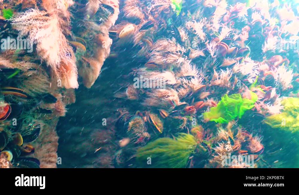 Obelia polyp Stock Videos & Footage - HD and 4K Video Clips - Alamy