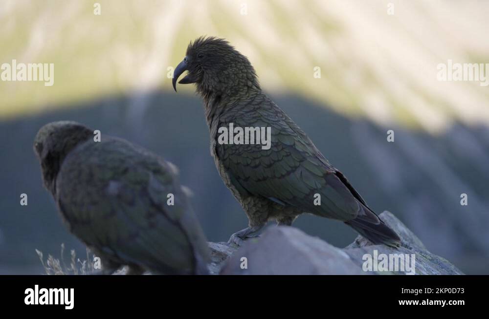 Native birds of new zealand Stock Videos & Footage - HD and 4K Video ...
