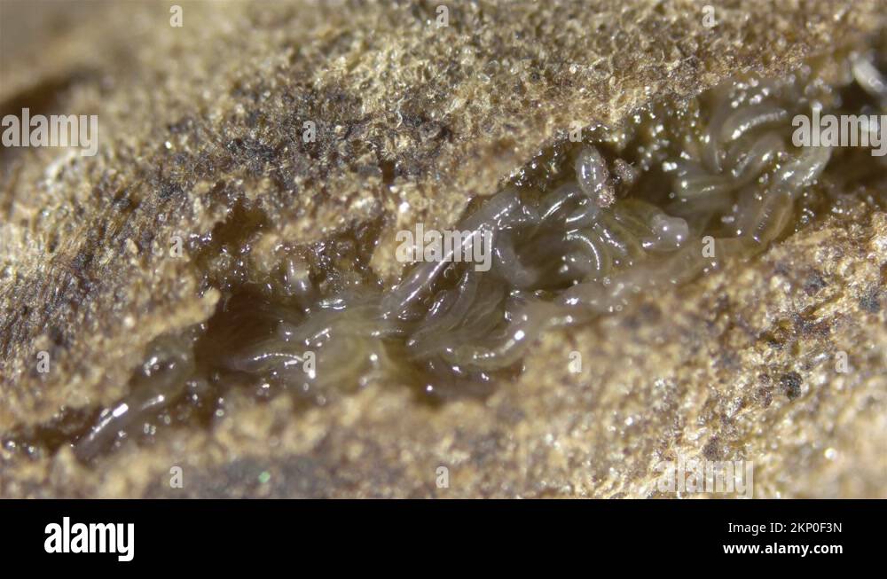 Worm Enchytraeus sp. under the microscope, Oligochaeta, order ...