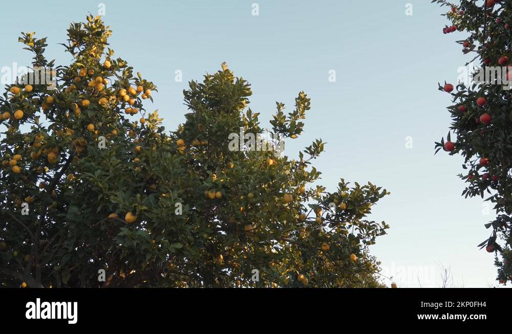 Canopy of a lemon tree full of lemos and some branches of an orange ...