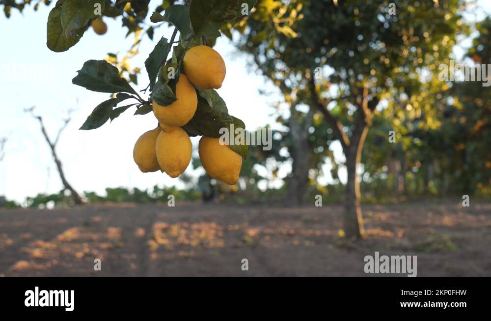 Lemon tree branch with five yellow lemons shaking in the wind. 4K 30fps ...