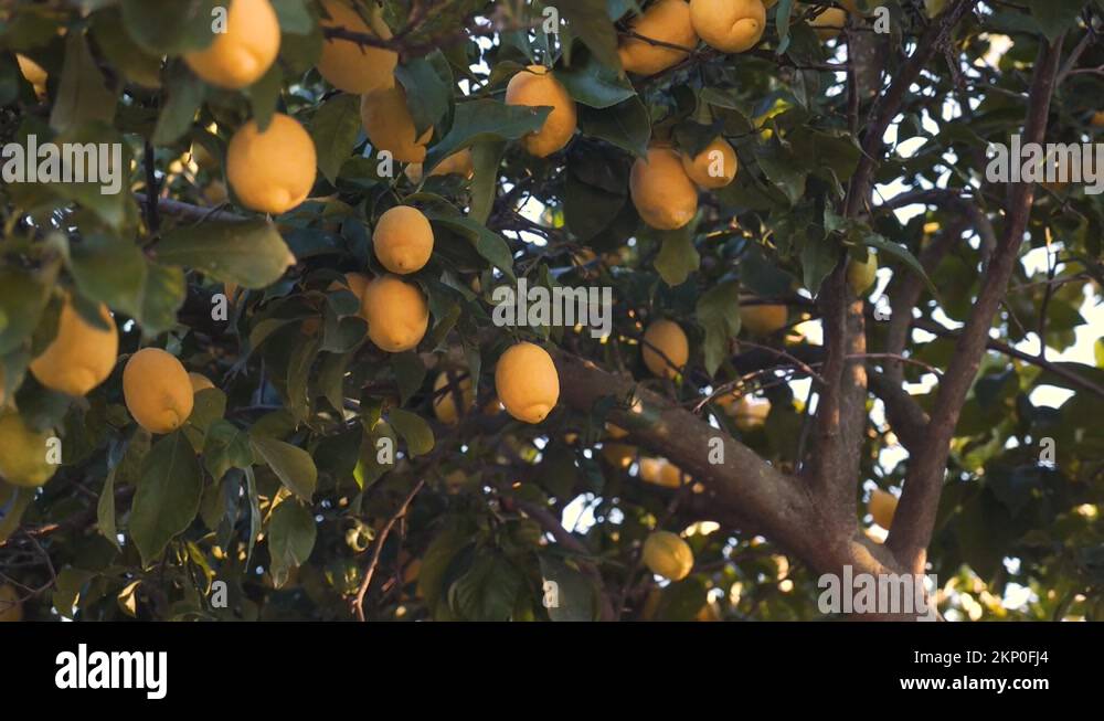 Mature lemons Stock Videos & Footage - HD and 4K Video Clips - Alamy
